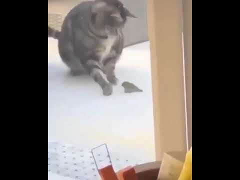 Fat Cat Lands On Bird Meme