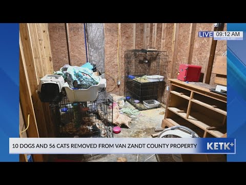 SPCA of Texas awarded custody of 56 cats, 10 dogs after alleged animal cruelty in East Texas