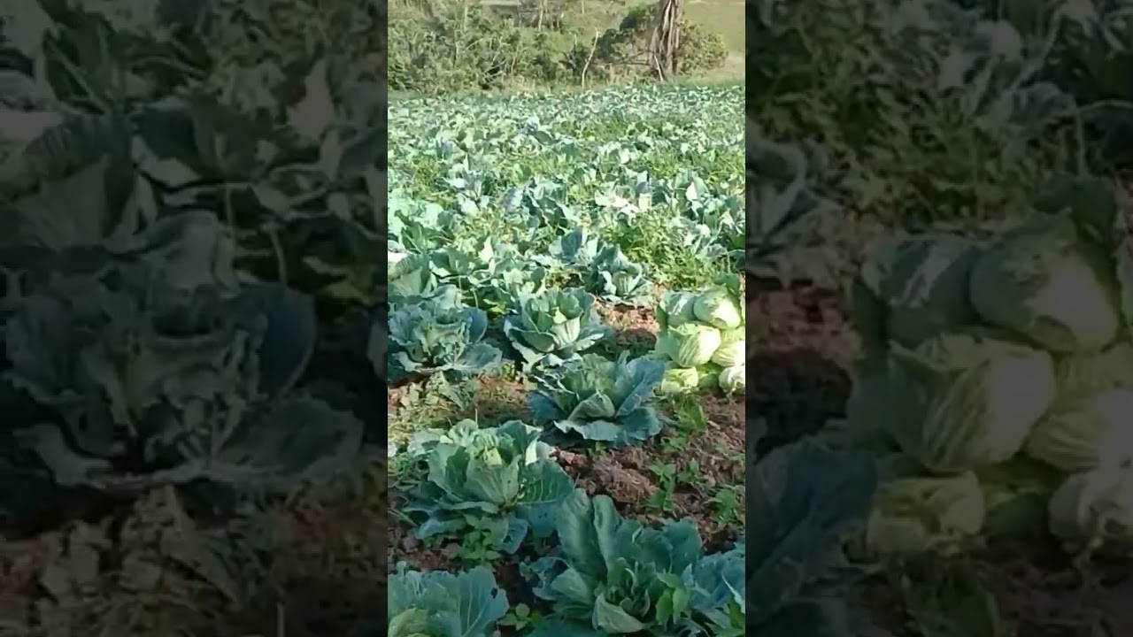 Harvest Cabbage #proudfarmers