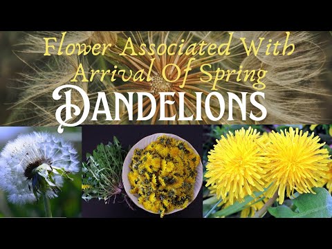 All About Dandelion || DANDELIONS || Flower Associated With Arrival Of Spring || Nature's Beauty