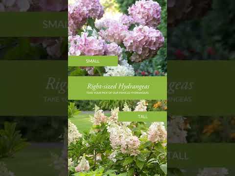 Picking the Right-Sized Hydrangea