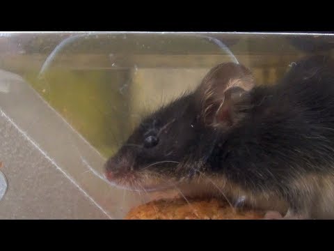 Two Mice in one day - House Mouse, Interesting coloration - Mouse Trap