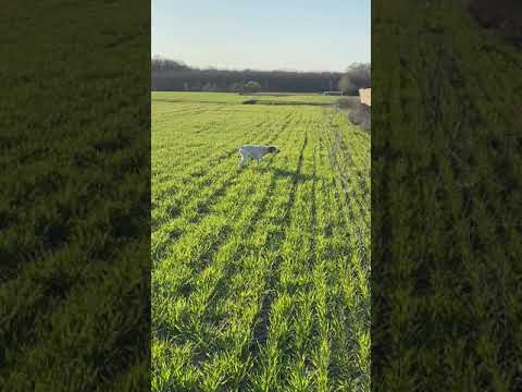 English Pointer on point pointing a pheasant