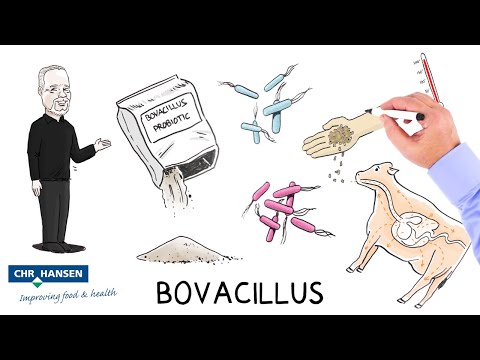 The dynamic duo: Bovacillus