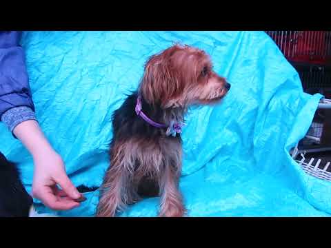 Video of adoptable pet named Uma