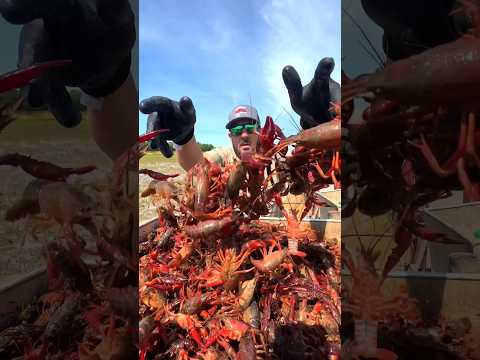 🦞 Crawfish Burrows Are CRAZY! #louisiana #crawfish #animalfacts #farmlife