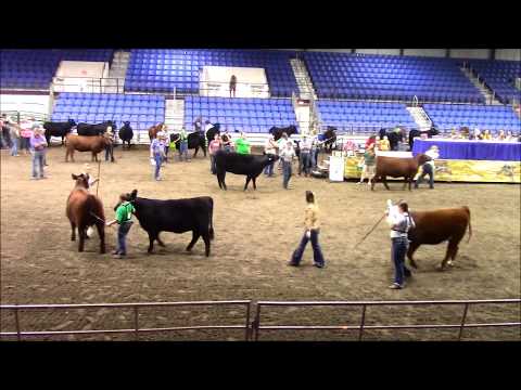 4-H Beef Showmanship