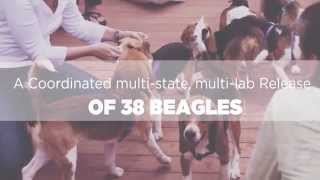 Beagle Freedom Project - GuideStar Profile