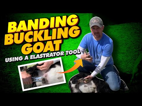 š Banding Buckling Goat Tutorial On The Homestead Using a Elastrator Tool