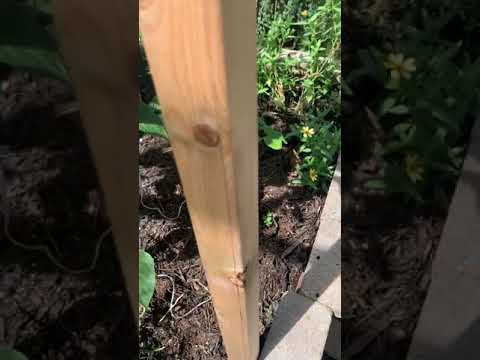 Warning: How to Tell if You Have this Pest in the Garden
