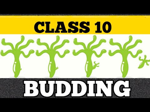 #budding#class10#biology BUDDING|CLASS10|HOW DO ORGANISMS REPRODUCE