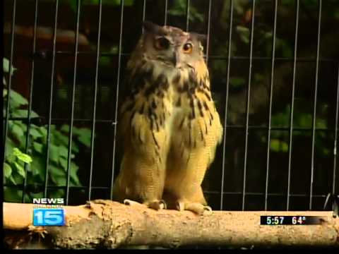Owls featured in Wild on Wane