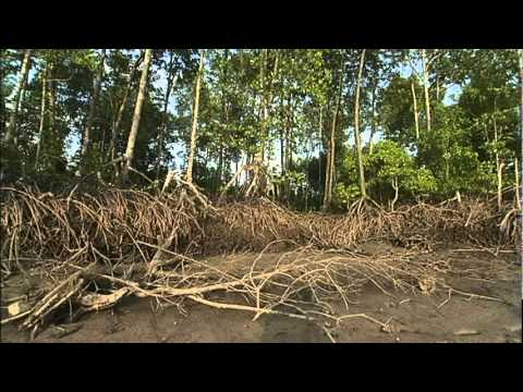 Mangroves: The Roots of the Sea (AMNH, Science Bulletins)