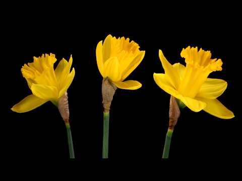 Time Lapse Yellow Daffodil Flowers Blooming