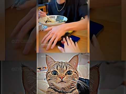 Food is important to me 😂 #cat #meme #dance