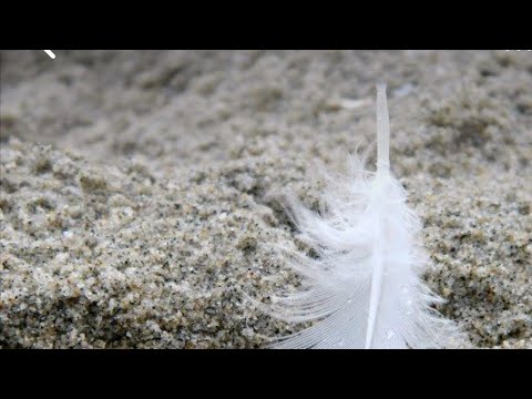 ✨Spiritual Meaning Of The White Feather 🪶✨