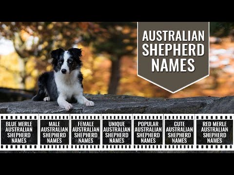 Australian Shepherd Dog Names β 150 Unique Names For Aussie Dogs