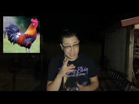 Rooster | Symbolism & Spiritual Meaning of Seeing | A Friday Podcast Clip w/ Chris Chaos