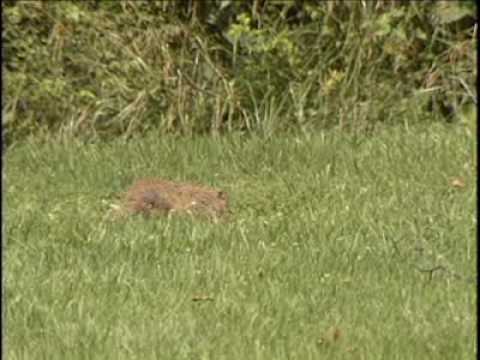Woodchucks: Learn more about these wild neighbors