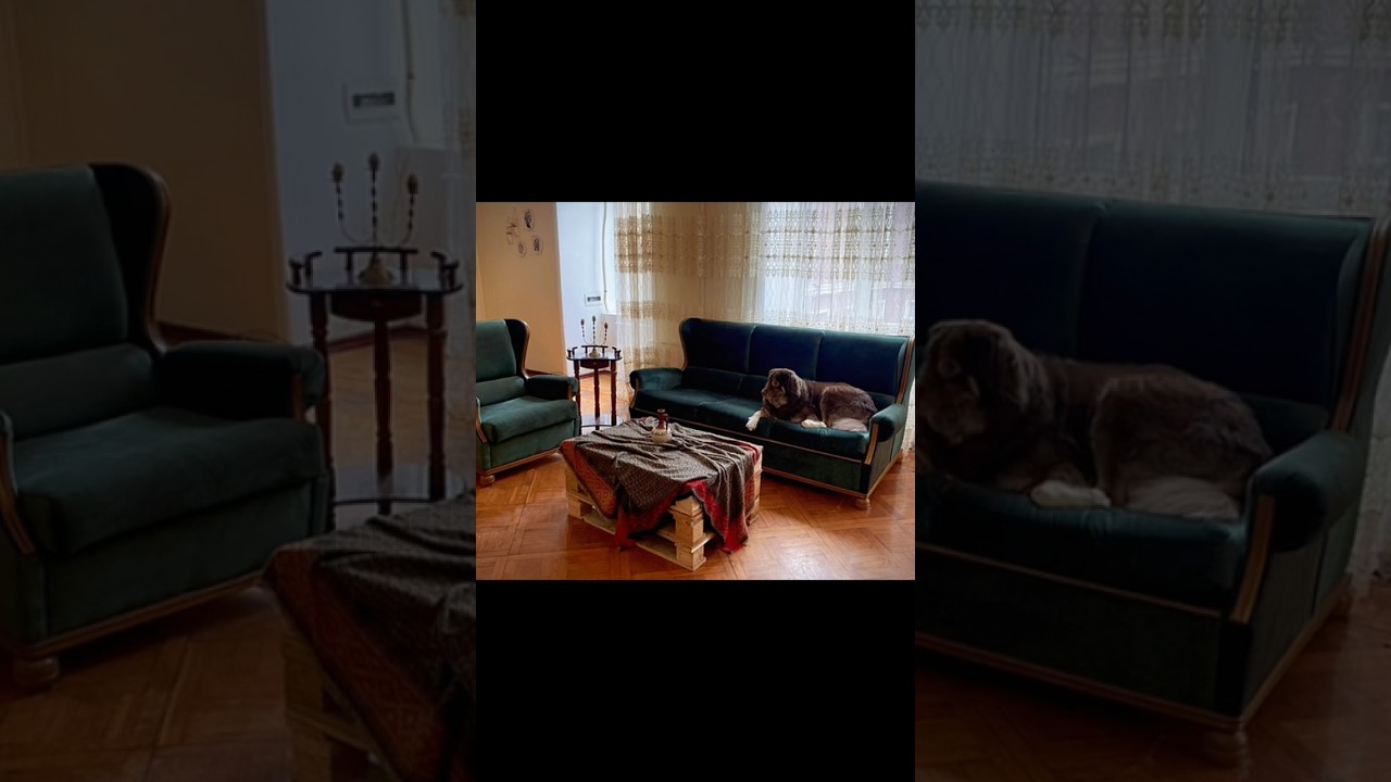 a little before&after about my studio✨#shortvideo #art #artist #home#vintage #short #beforeandafter