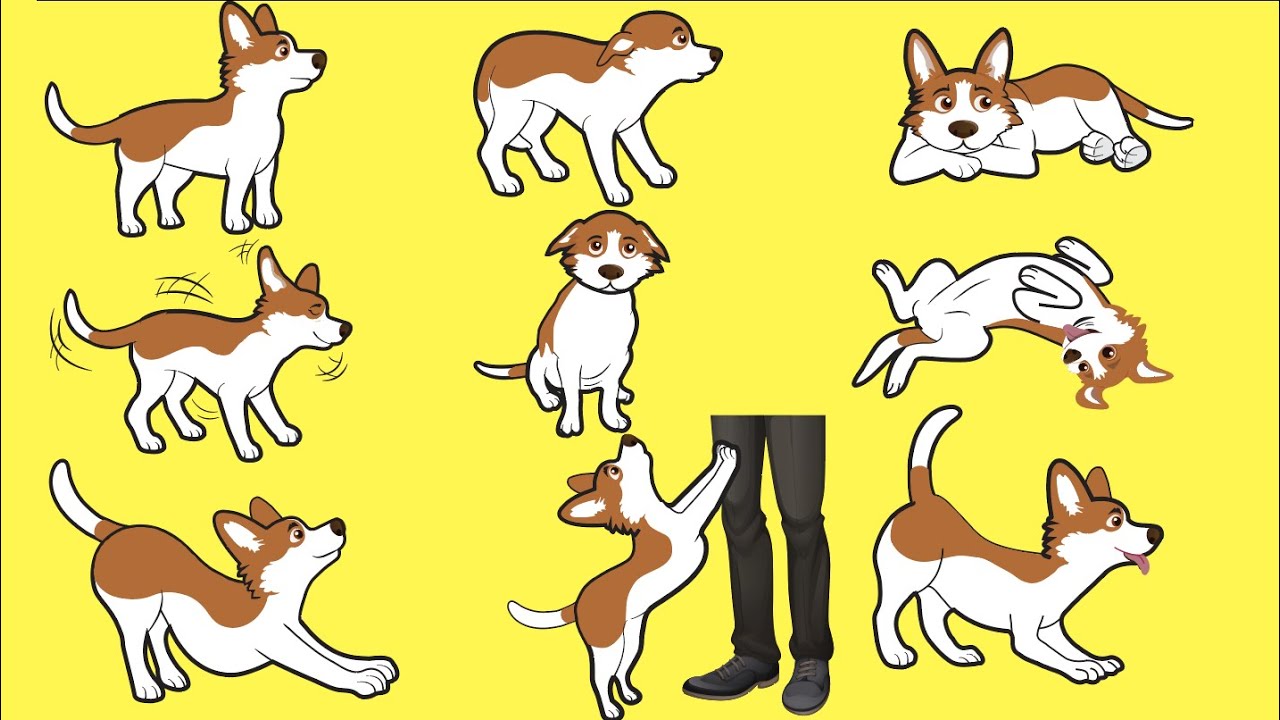 Explicación del lenguaje corporal de los perros