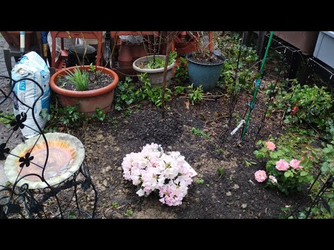 YOU HAVE TO KNOW YOUR LIMITS ❤️A PEACEFUL LITTLE ROSE GARDEN FOR FUTURE ME ❤️ BUDGET GARDENING