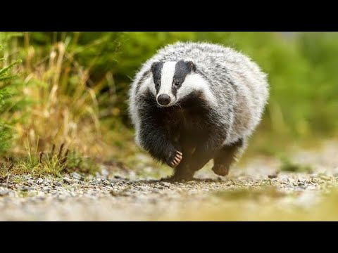 5 MOST CUTEST WOODLAND ANIMALS ON EARTH
