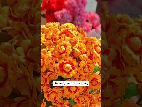 Kalanchoe Blooming Secrets: Light, Water, and Fertilizer! #gardeningtips #succulentcare