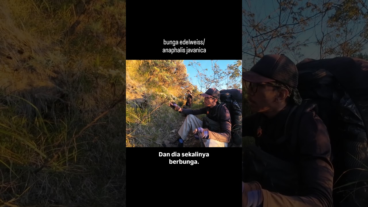 bunga langka edelweiss #gununglawu