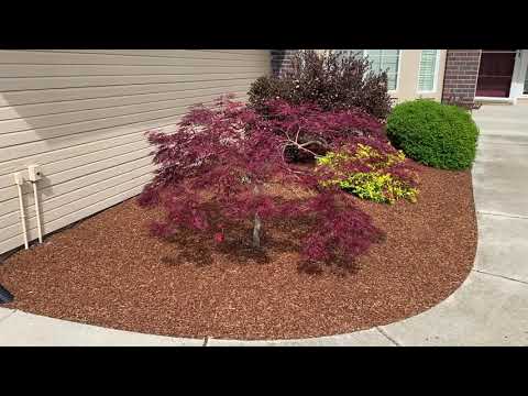 How And When To Transplant A Japanese Maple Tree