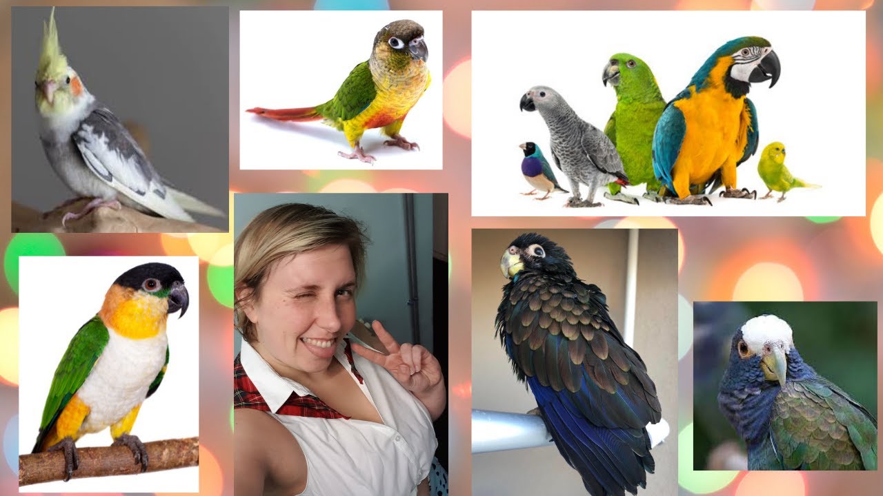 Which Parrot Should I Get?