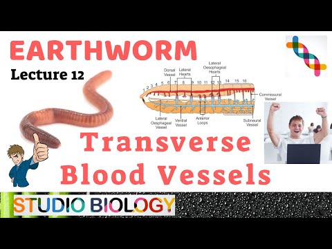 Class 11-Zoology Lectures-Discuss Transverse blood vessels in Earthworm &its types with diagram-2.12