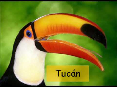 Learn Spanish - Birds