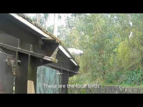 1000 Steps - Kokoda Trail - Hiking - Day trip - Dandenong Ranges - Melbourne - Victoria