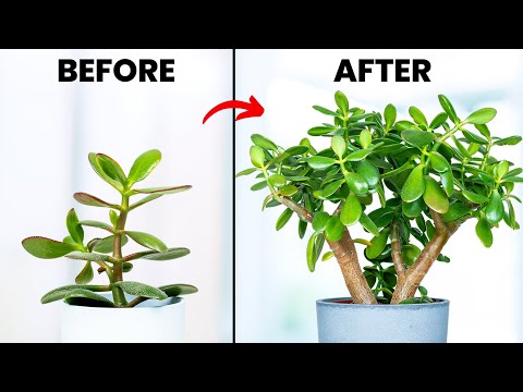 Grow Your Jade Plant 3x FASTER