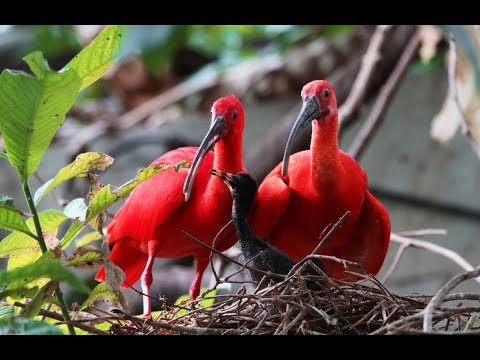 10 Stunning Red colored Birds | Beautiful Birds