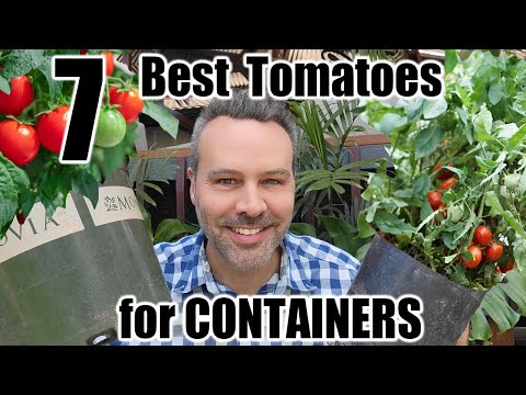 7 Best Tomatoes to Grow in Containers