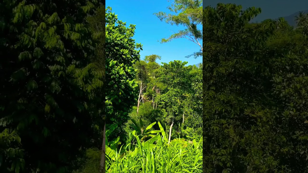 TROPICAL FOREST with MOUNT background #villagelife