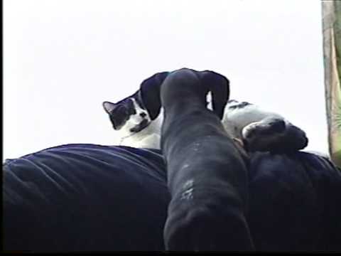 DOBERMAN PUPPY MAX NICKNAME MADMAX ANOYS CAT FILMED ON SONY HANDYCAM