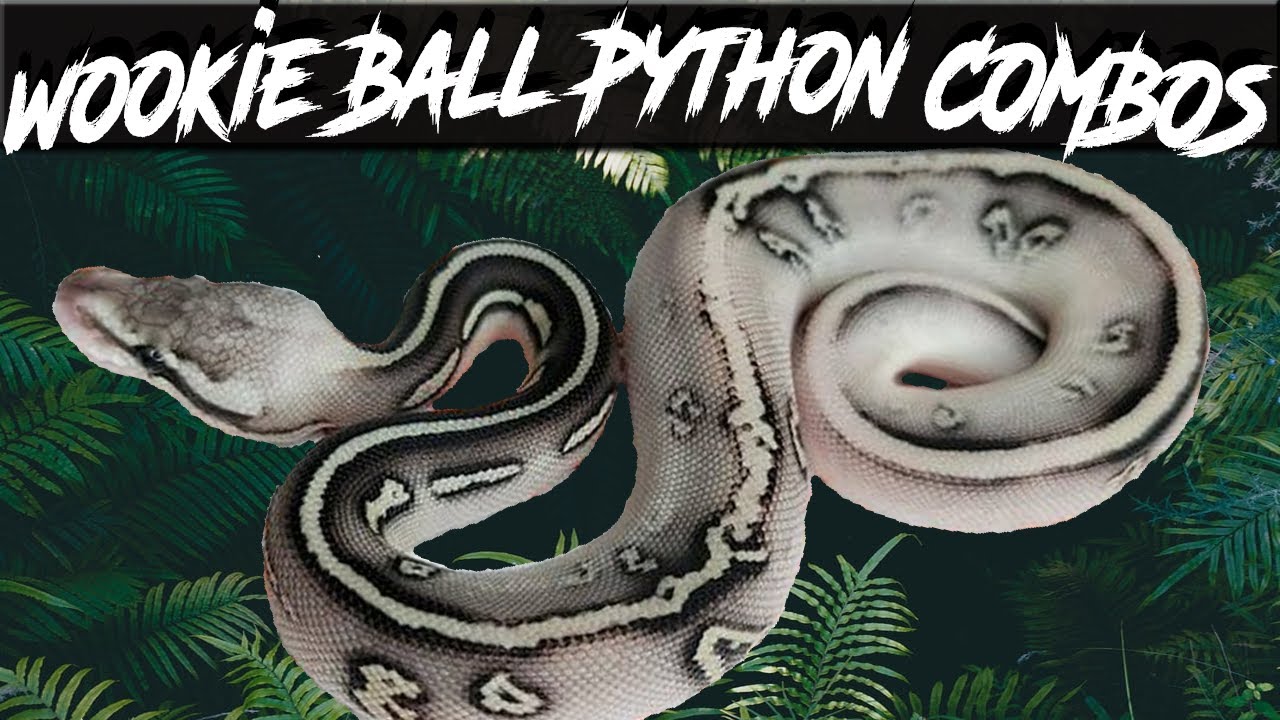 Wookie Ball Python Morph Combos | Jack's Reptiles