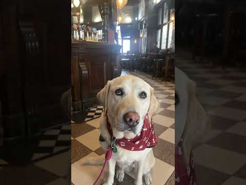 Pint-Sized Pup at the Pub: #BandanaStyle #BarroomBoss #CanineCheers