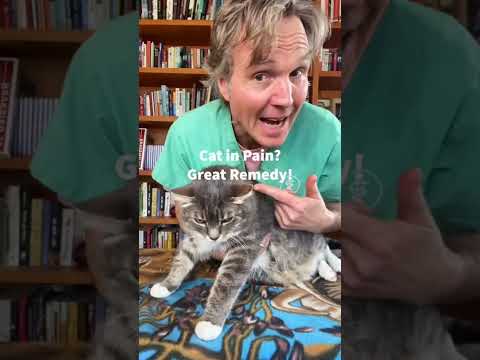 Cat Natural Pain Remedy