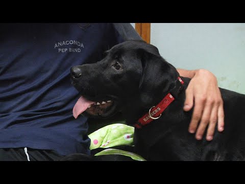 2023 Craney Submission: Anaconda puppy rescued from life-threatening chemicals looking for new home