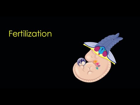 Fertilization