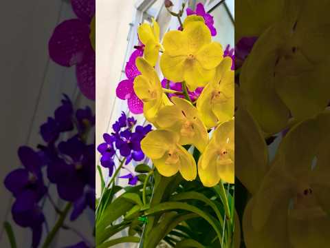 #bençãos #orchid #orchidworld Weekend Colorido Florido Cheinho de Good Vibes For Us #blessings