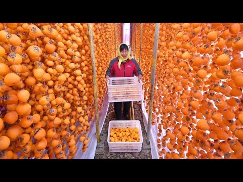 INCREÍBLE ! COSECHA DE “CAQUI” UNA FRUTA EXÓTICA Y MUY POCO CONOCIDO 😱🇺🇸