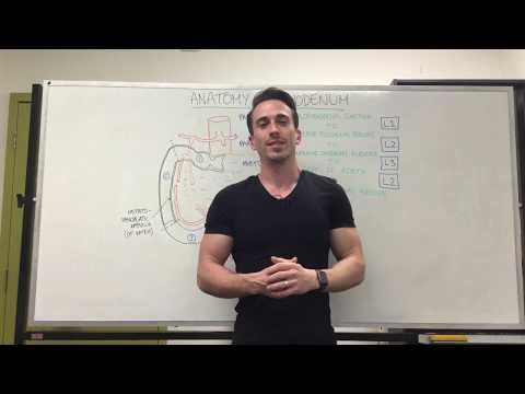 Duodenum | Small Intestine