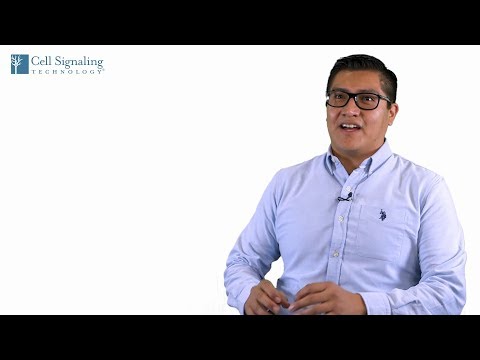 What Does Antibody Validation Mean to You?