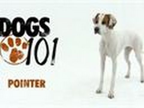 Dogs 101 - Pointer