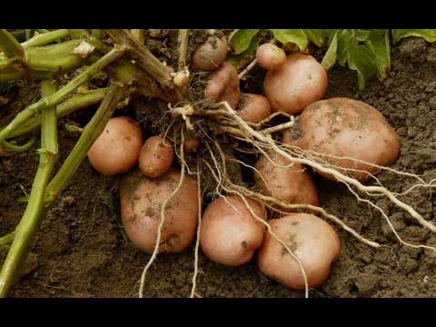How To Grow potatoes in Containers/ grow store bought potatoes TommyBites Homestead